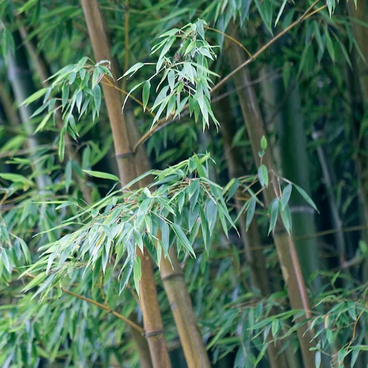 What is Moso? – YouBamboo